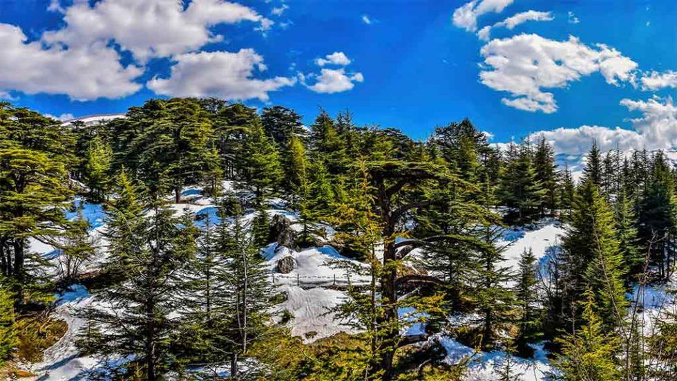 Private Tour Maaser el Chouf Cedars, Baalbek & Ksara